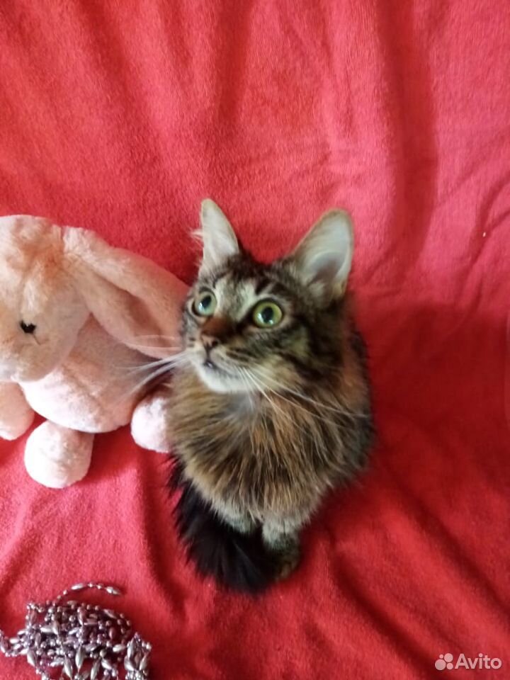 Сибирский кот