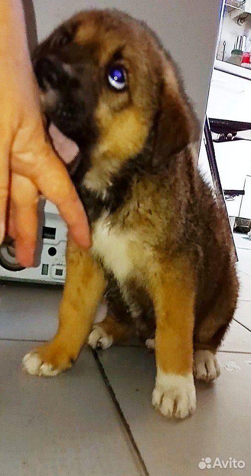 Метис в добрые руки