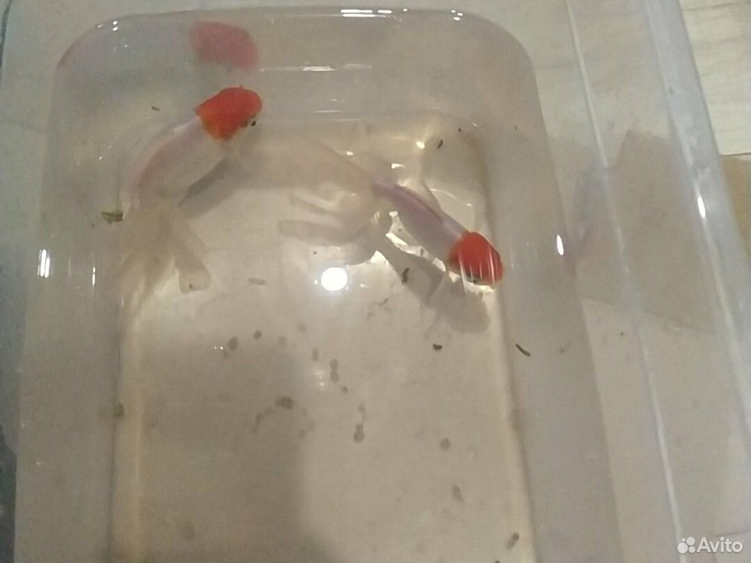 Золотые рыбки,красная шапочка