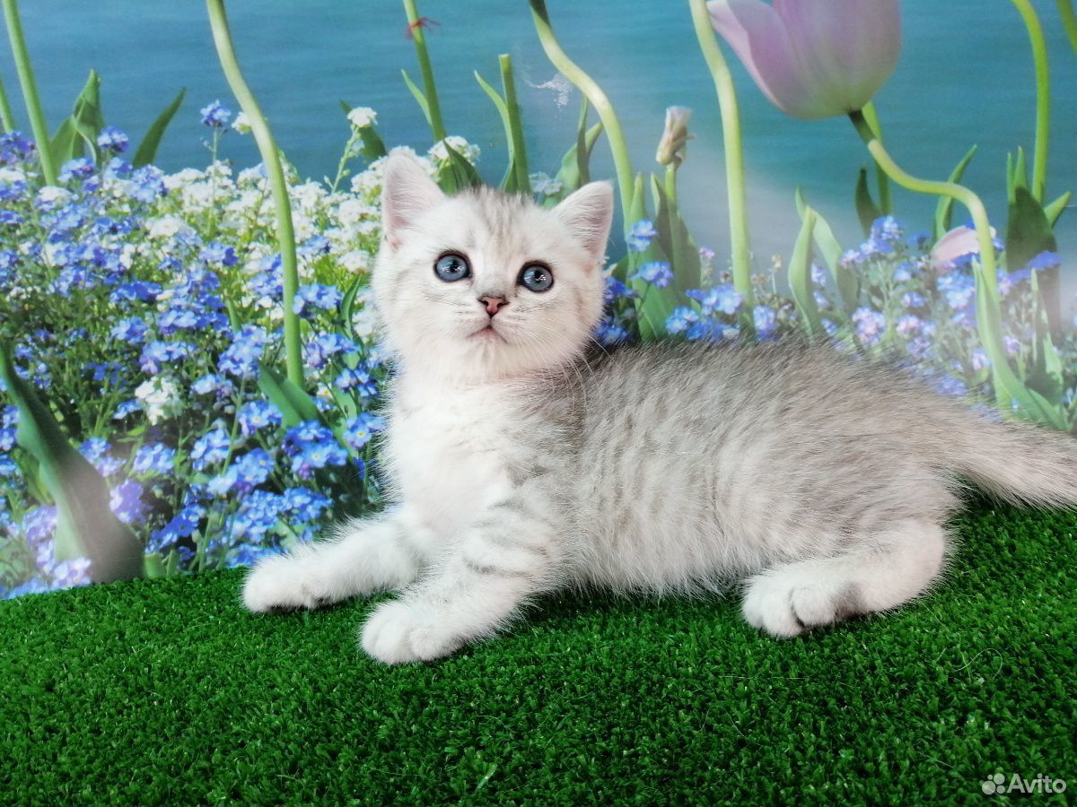 Британский котик