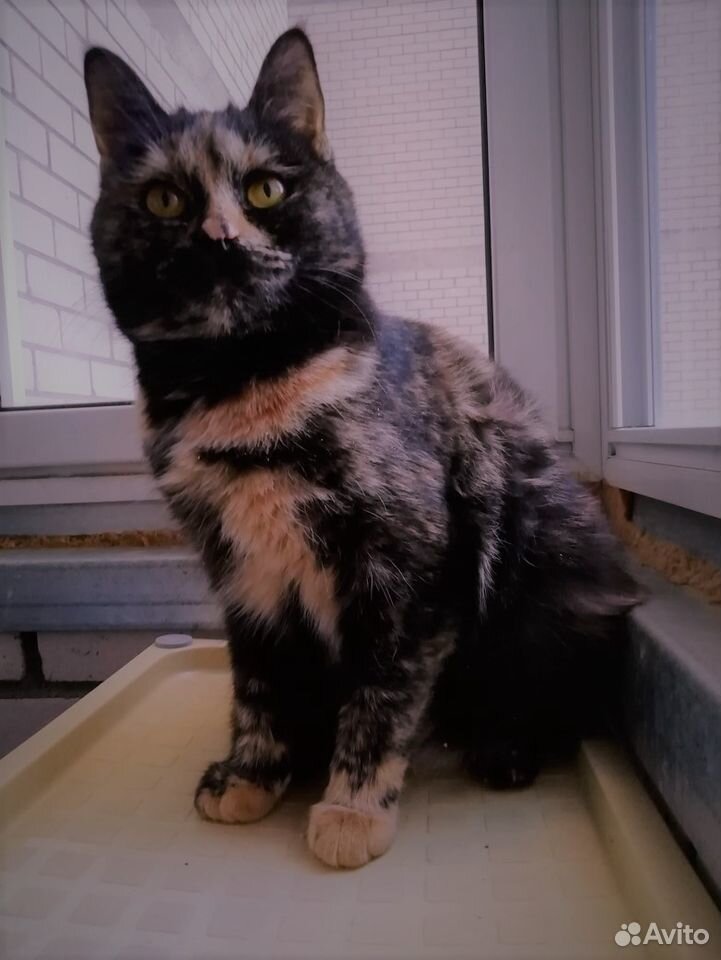 Кошечка Анечка в добрые руки