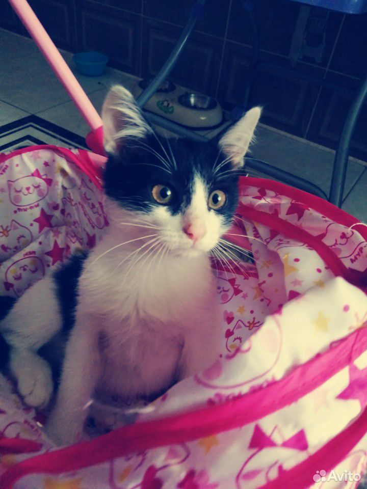 Котик Кузенька