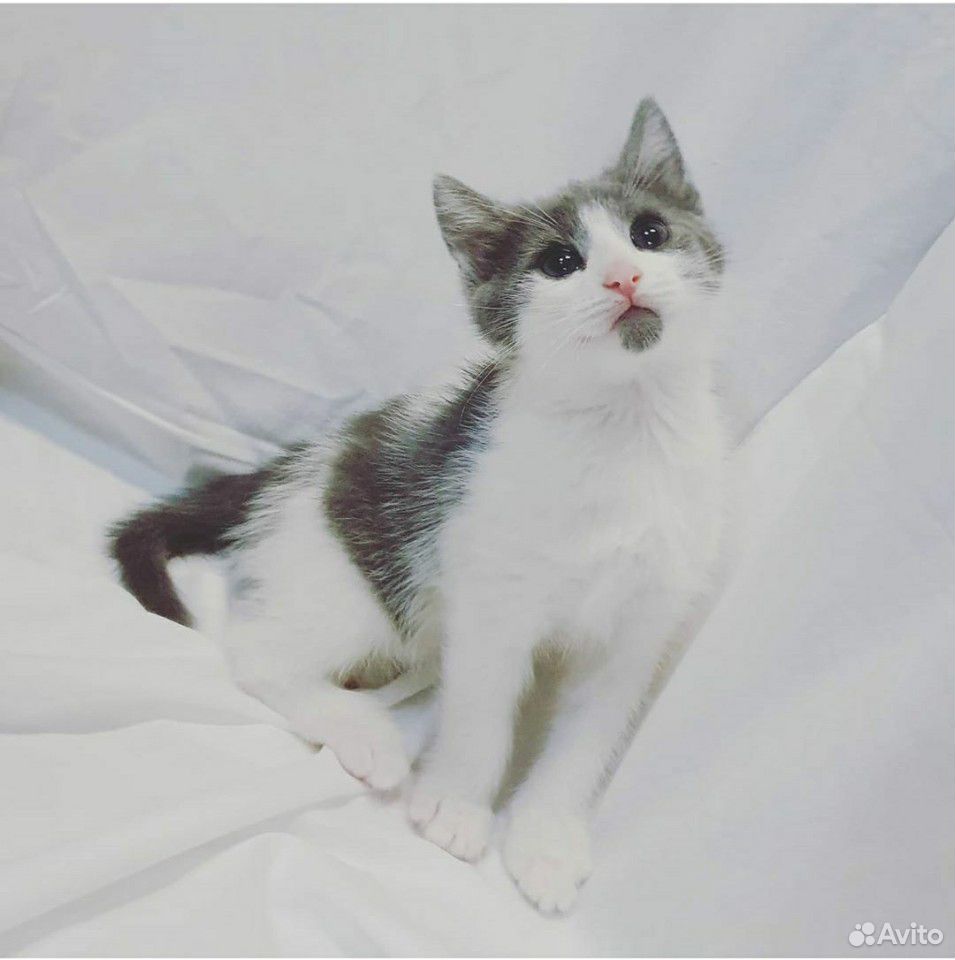 Котята ищут дом