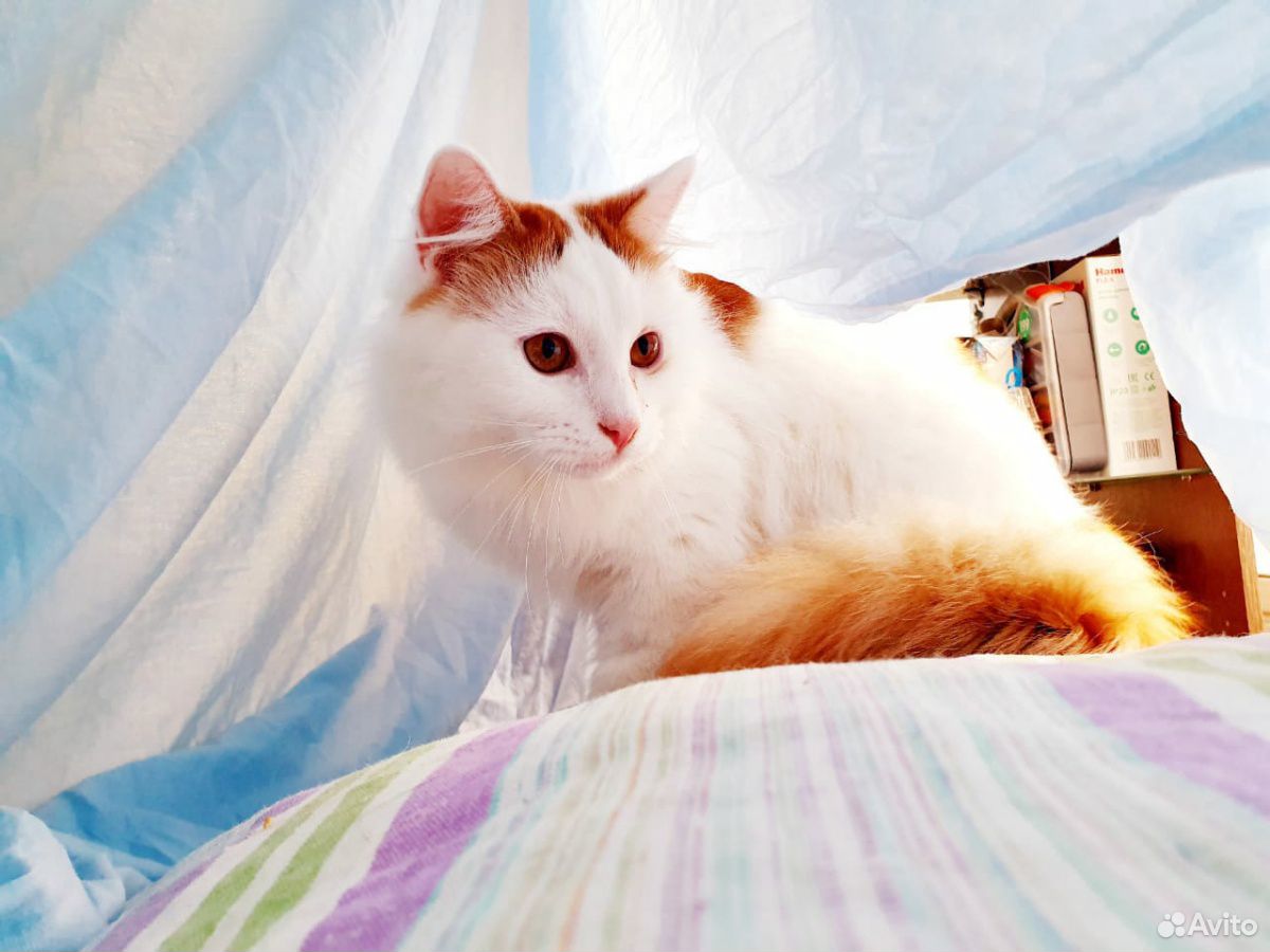 Молодой, свободный котик ищет свою любовь