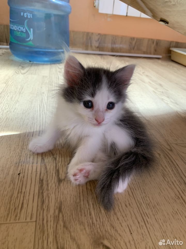 Котятки мальчишки