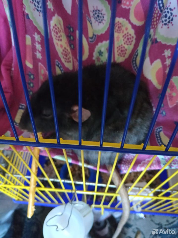 2 Крыски с клеткой