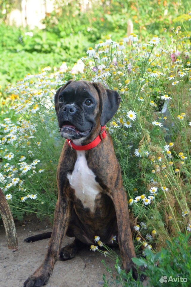 Тигровый щенок боксера с документами