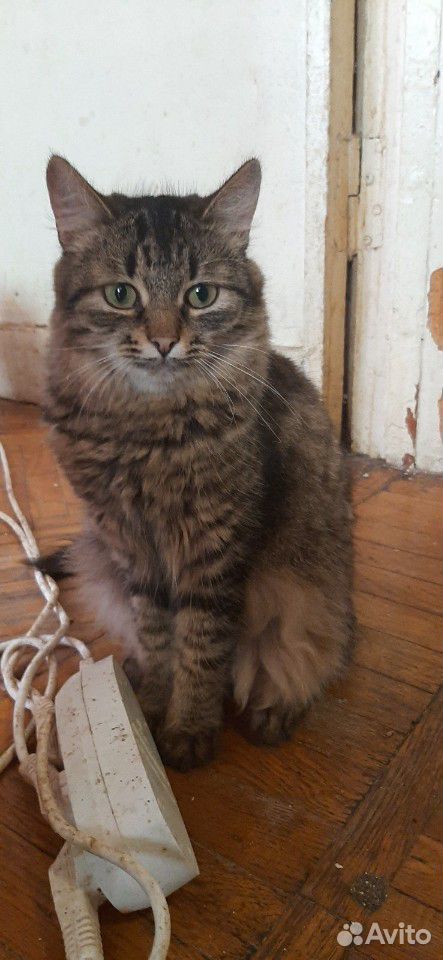 Кошка