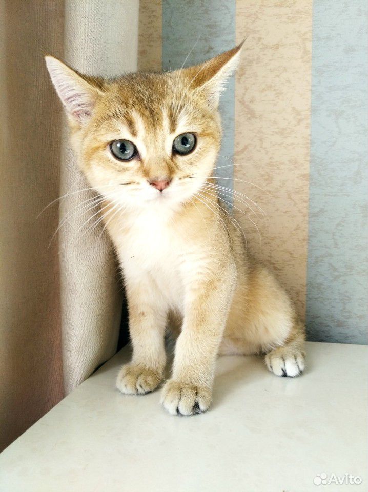 Золотой котик