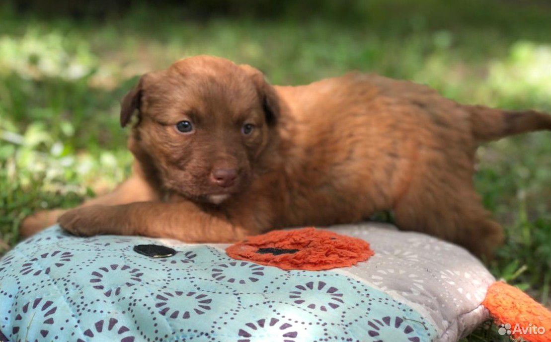 Щенок девочка, 1,5 месяца отдается только ответств