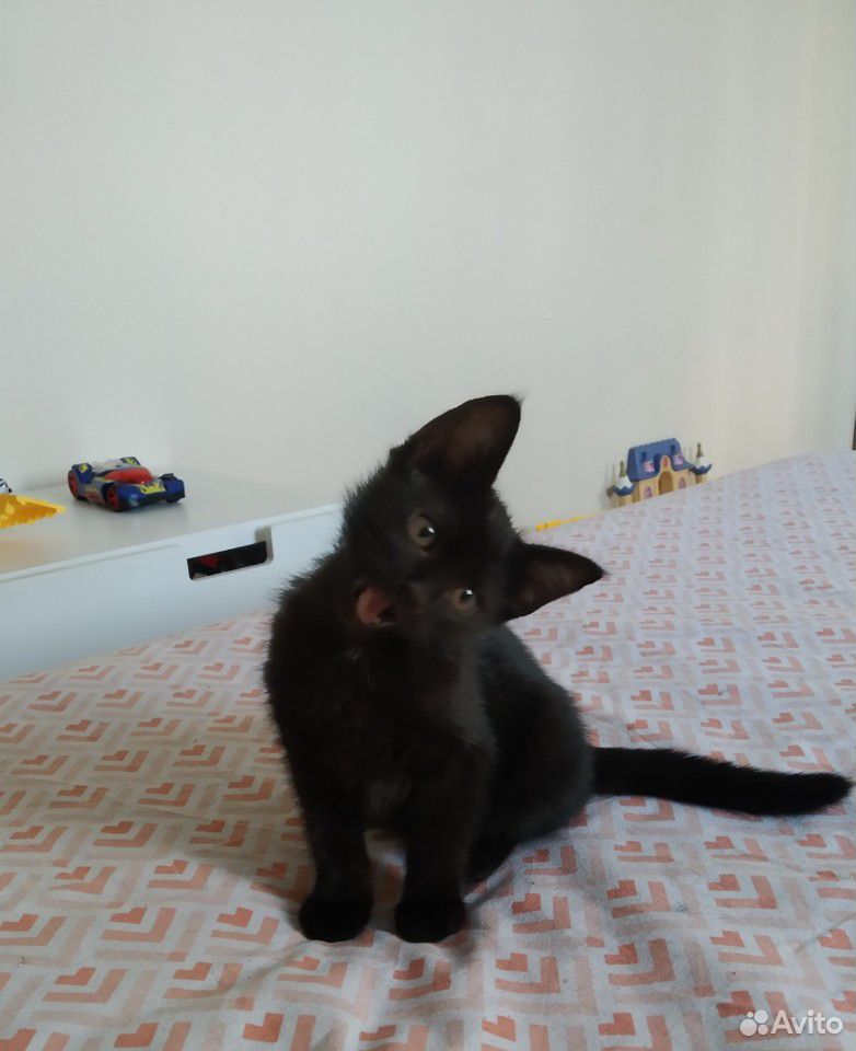 Кошка