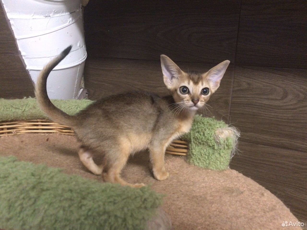 Абиссинская кошечка Брюнетта