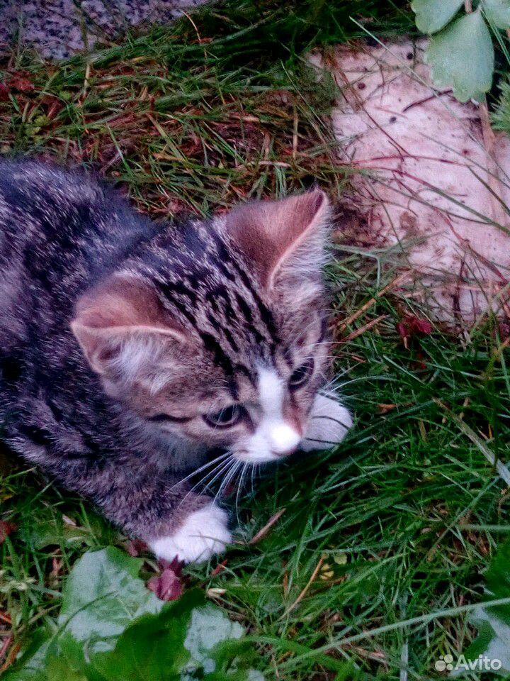 Котенок