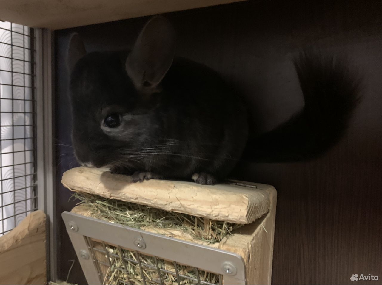 Шиншиллёнок темный эбони бархат