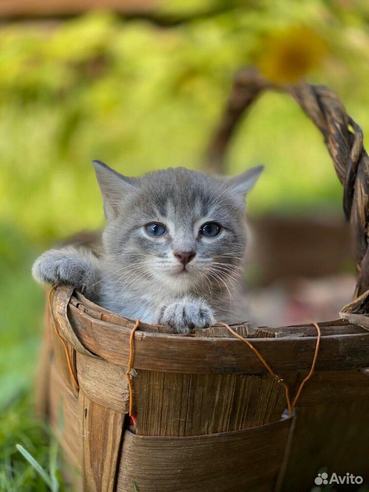Котенок от породистых родителей в самые добрые рук