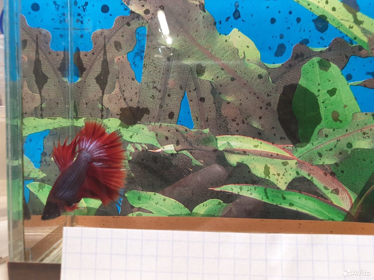 Сиамские петушки