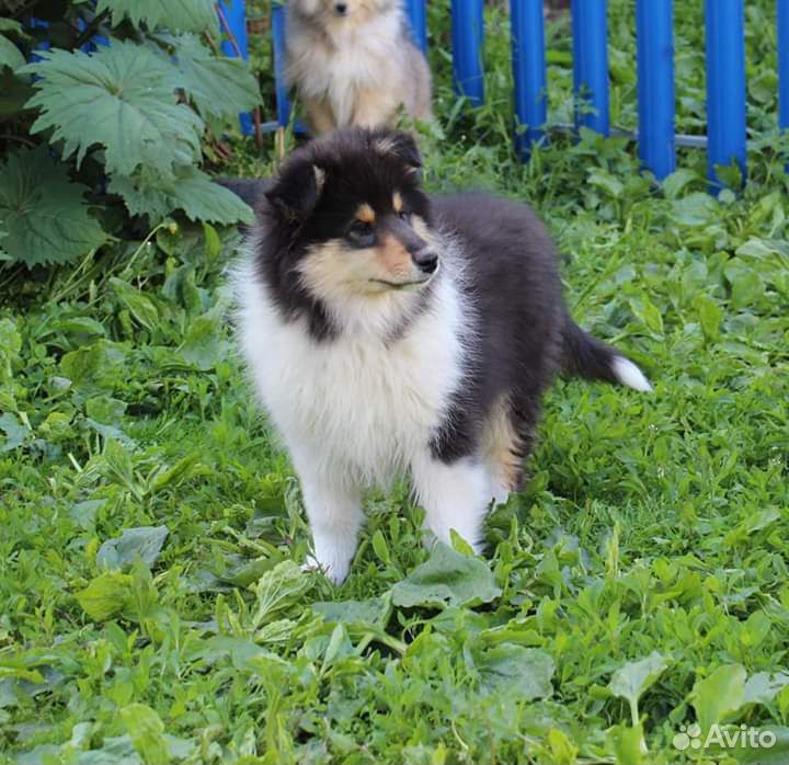 Чёрная красавица колли