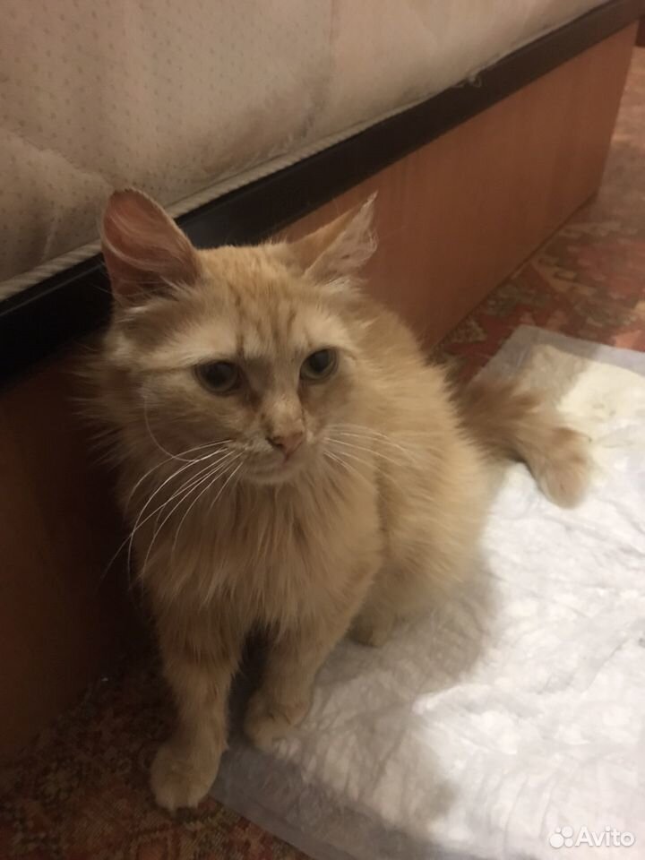 Отдам в добрые ручки славных Котеек