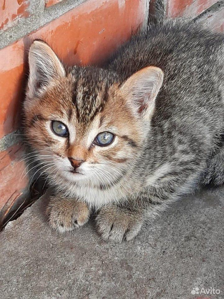 Котята в дом