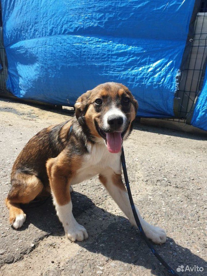 Щеночек Семочка ищет дом и добрые ручки