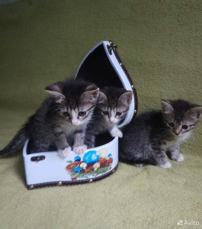 Котодевочки