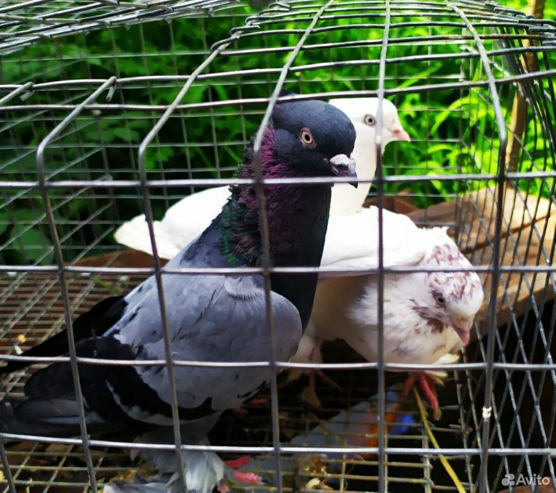 Андижанские голуби