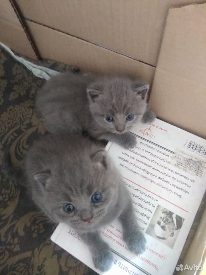 Британская