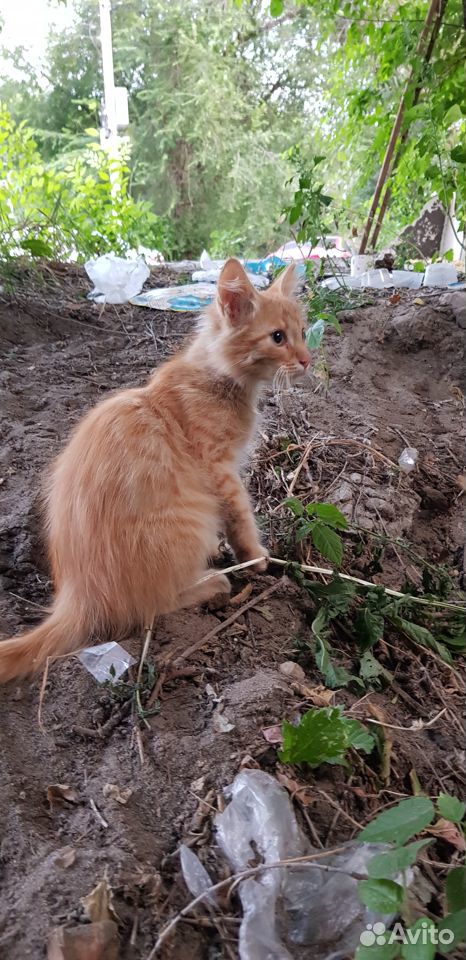 Котенок ищет семью