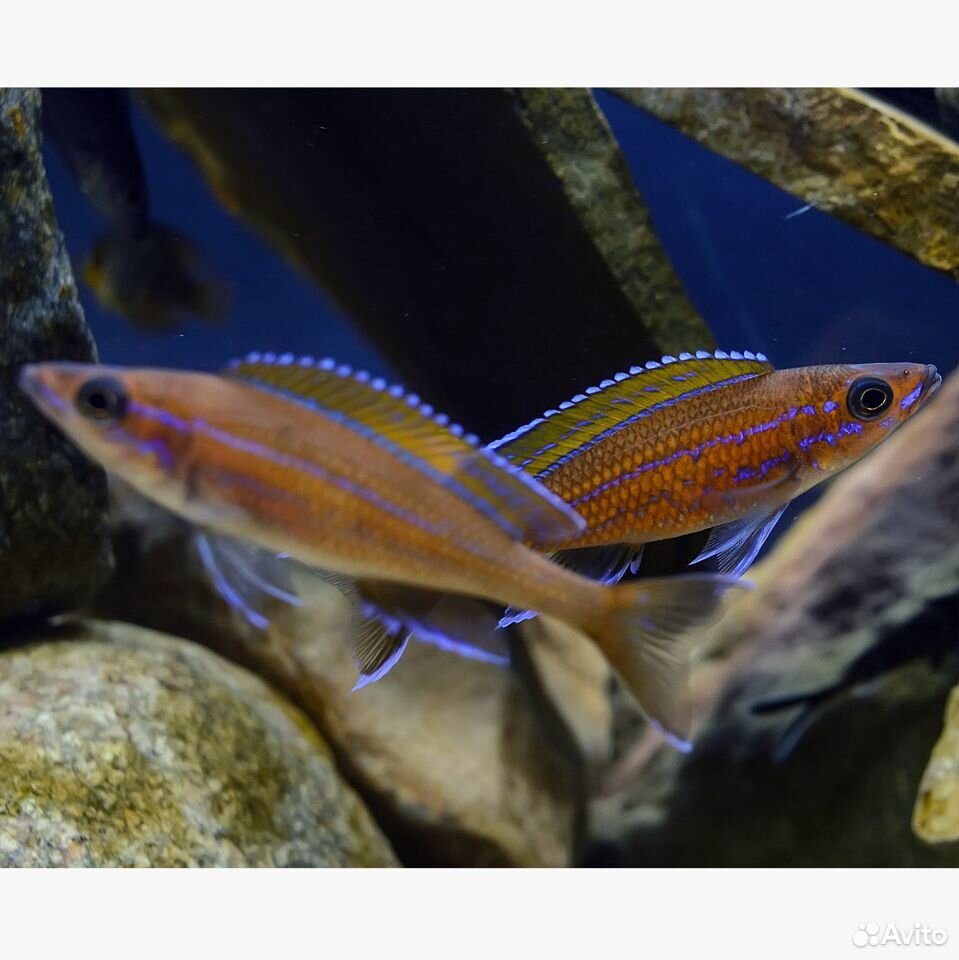 Парациприхромисы нигрипиннис "блю неон" (Paracypri