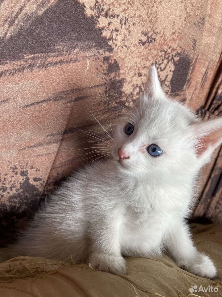 Отдам в хорошие руки беленького котенка и кошечка