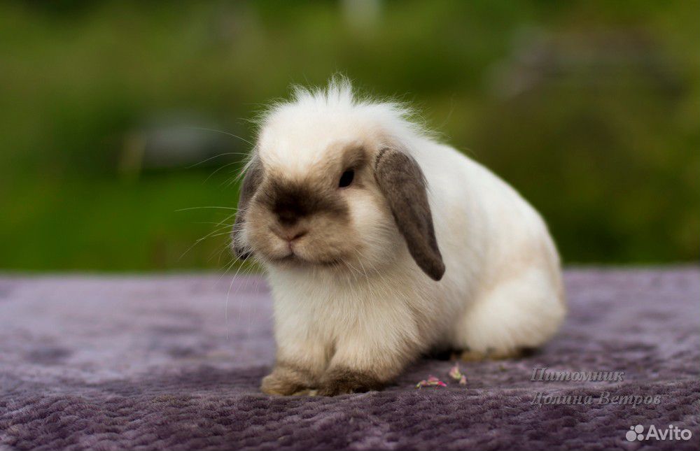 Сиамский карликовый кролик