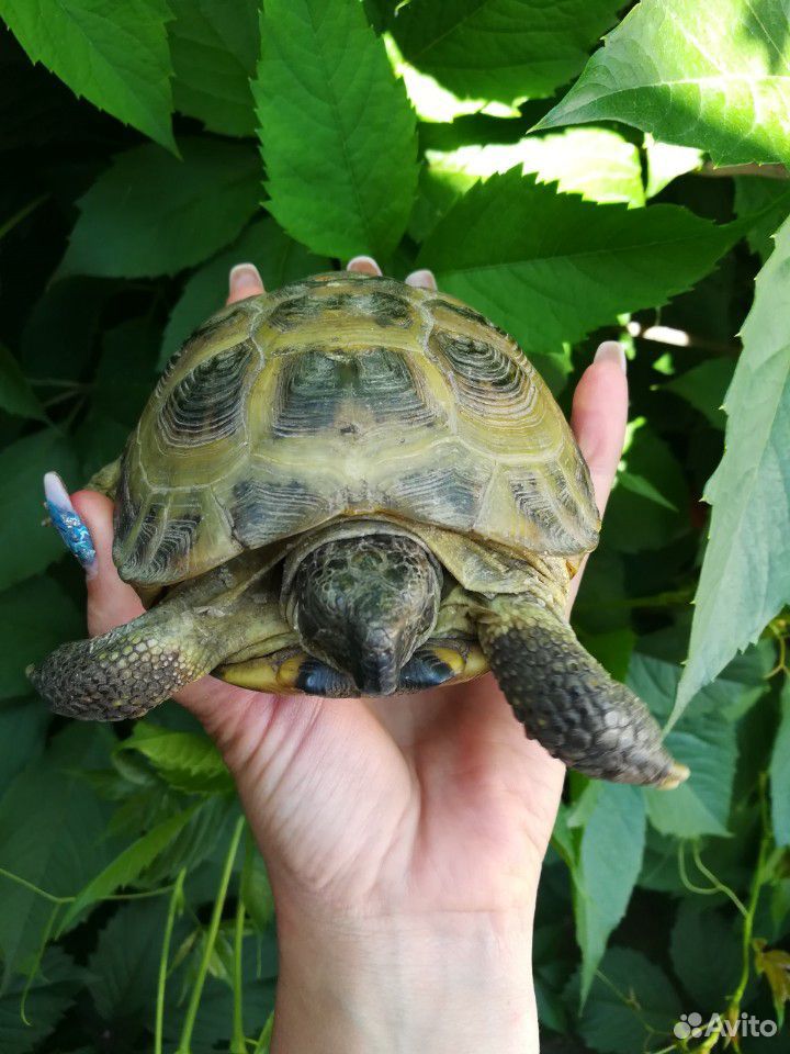 Черепаха сухопутная