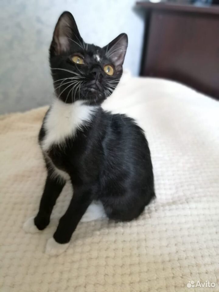 Котёнок в добрые руки