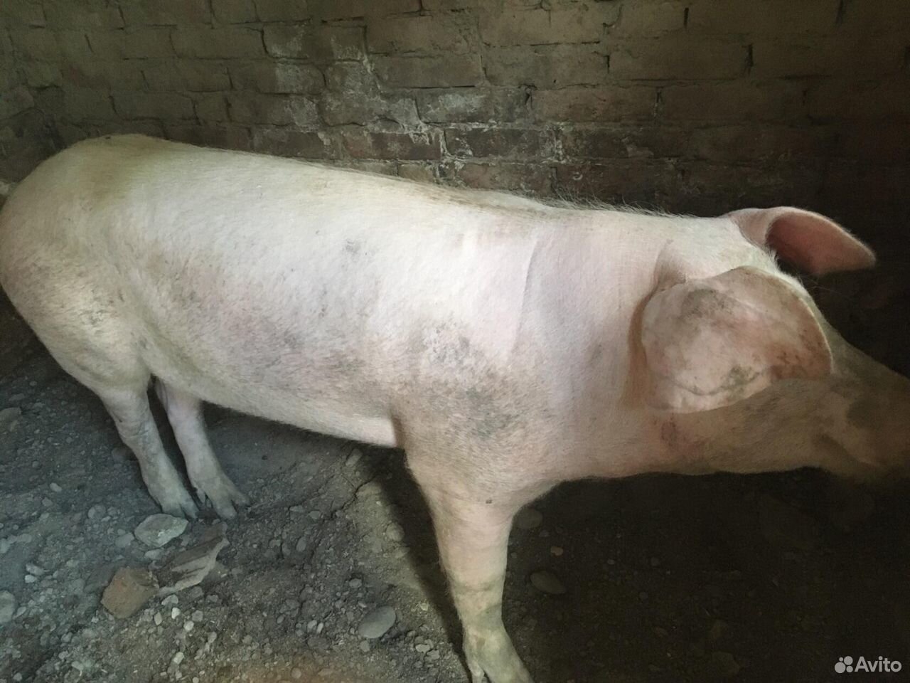 Хряк на племя