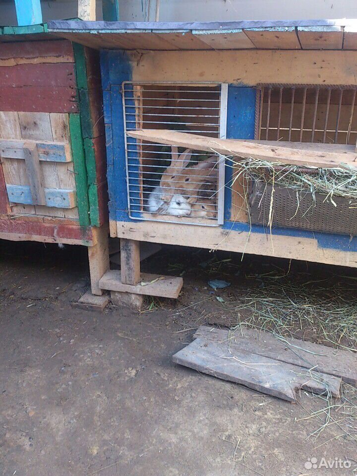 Крольчата фландер великаны