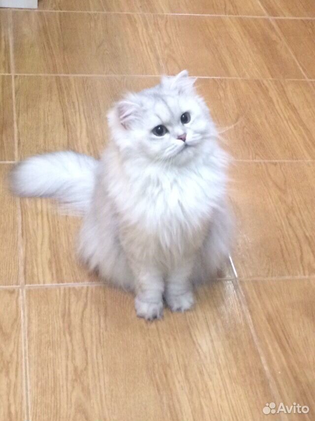 Перс-шиншилла