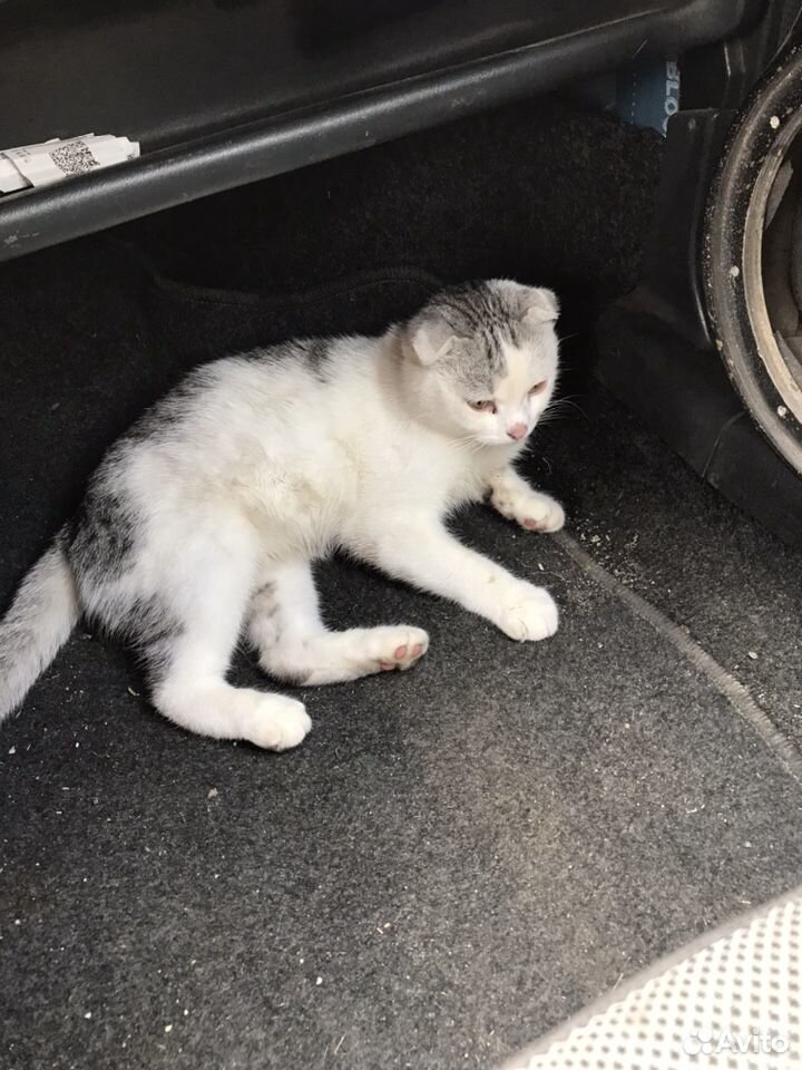 Кот