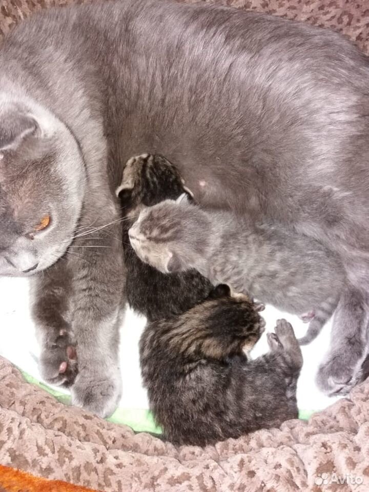 Пушистые комочки счастья