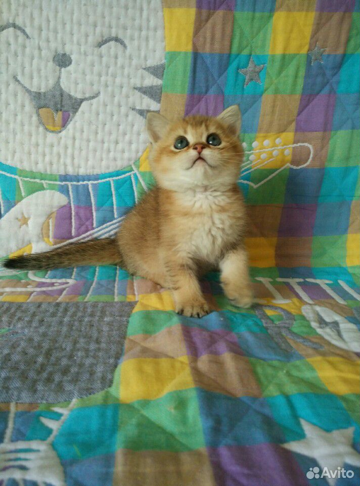 Золотой мальчик