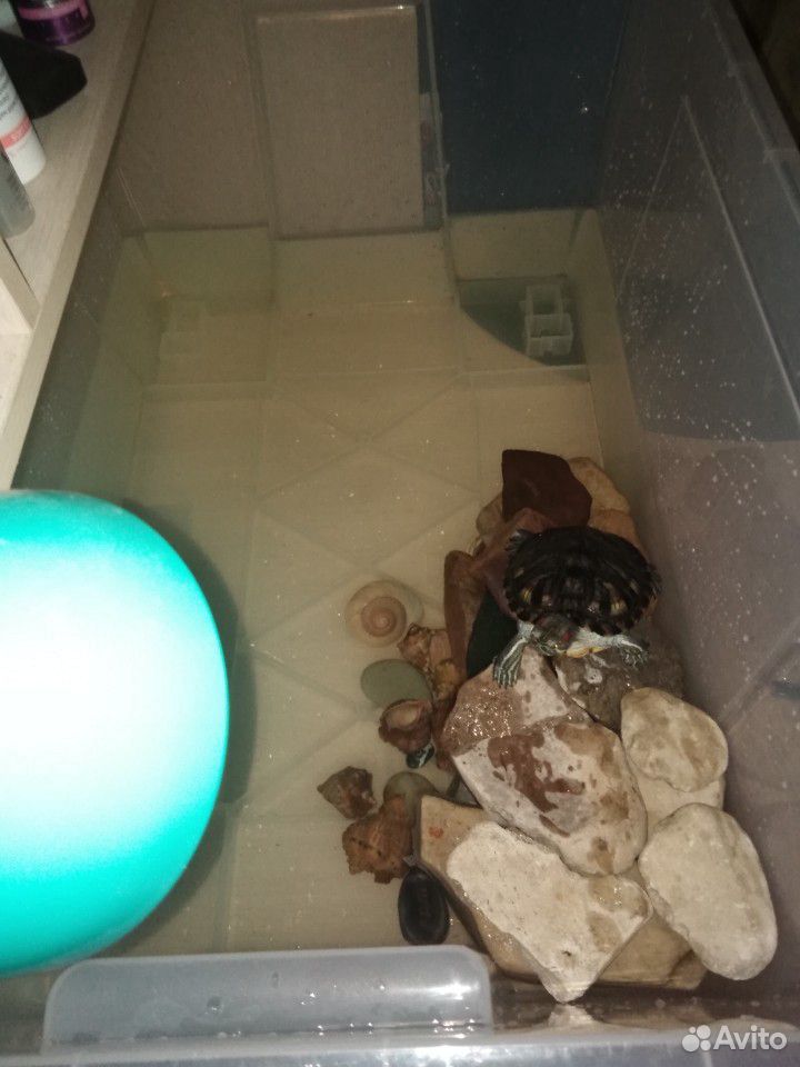 Красноушка (красноухая черепаха) с аквариумом