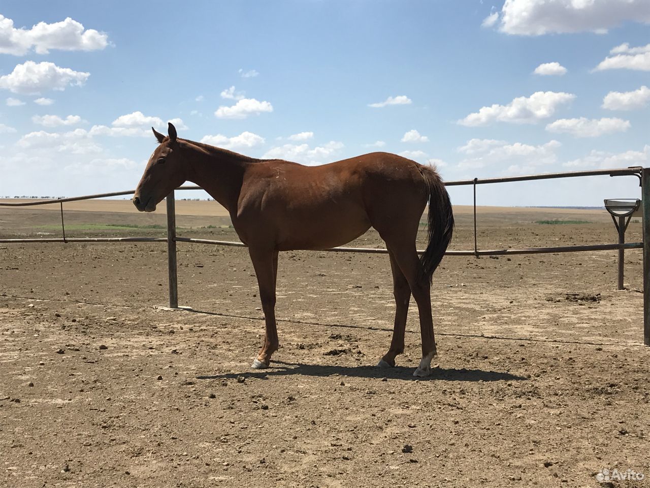 Продаётся лошадь