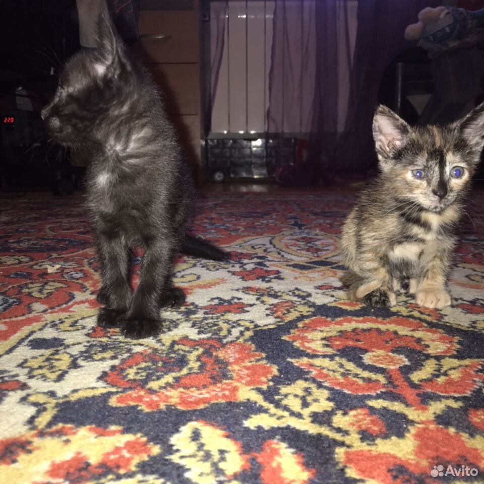 Котята