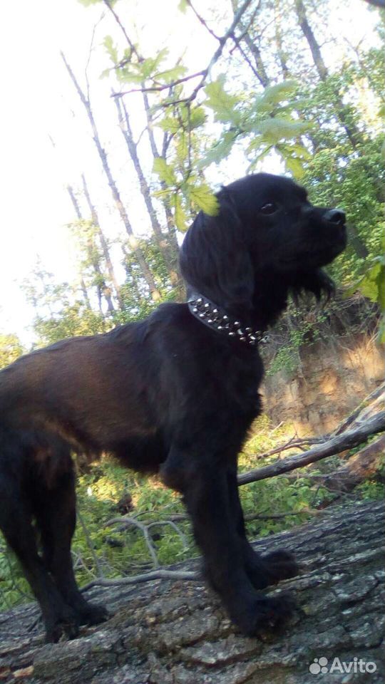 Спаниель вязка