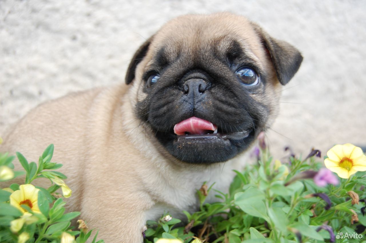 Щенки мопсята