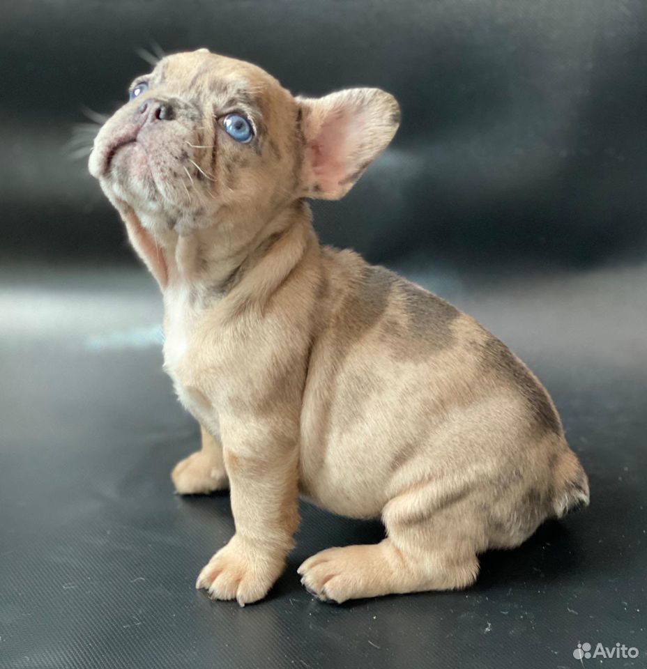 Голубоглазая красотка