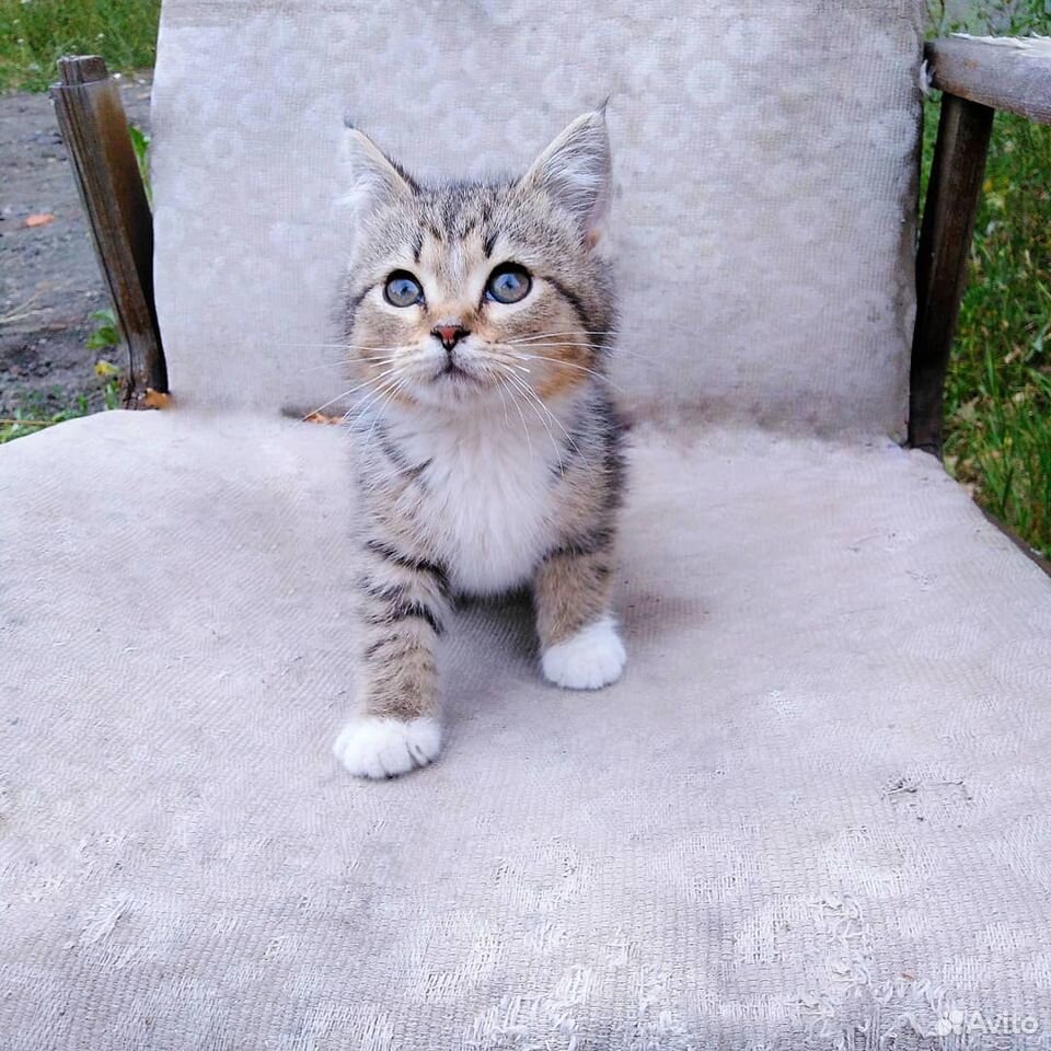 Котик шотландской