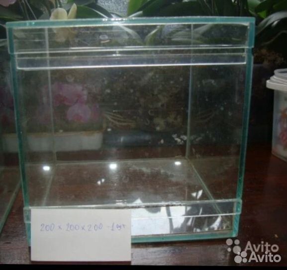 Паучатник террариум