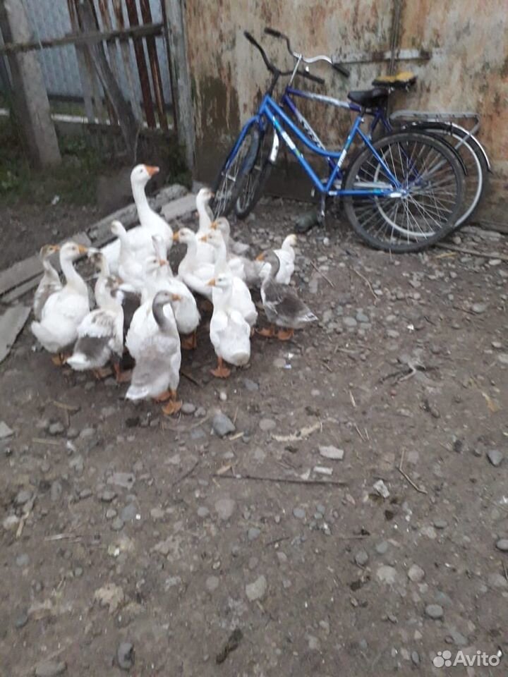 Продаются 2-х месячные гусята
