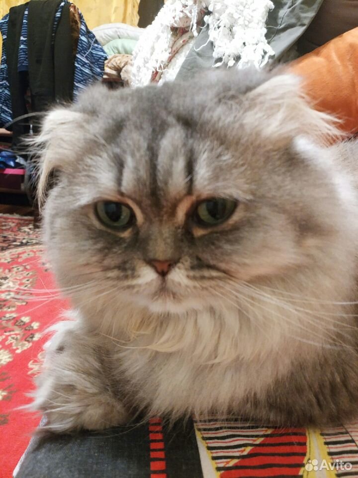Кот