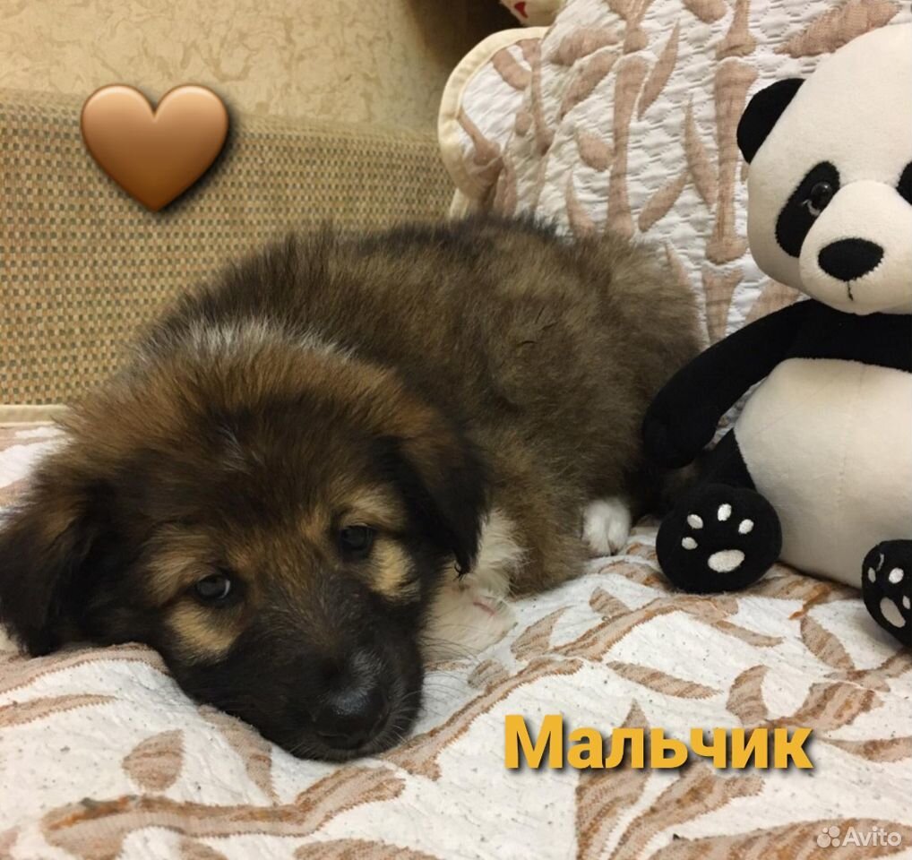 Щеночек в добрые руки